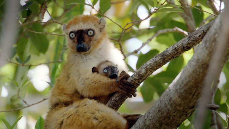 BBC Earth’ten 6 yeni belgesel “Tutankamon: Hayatı, Ölümü ve Mirası”